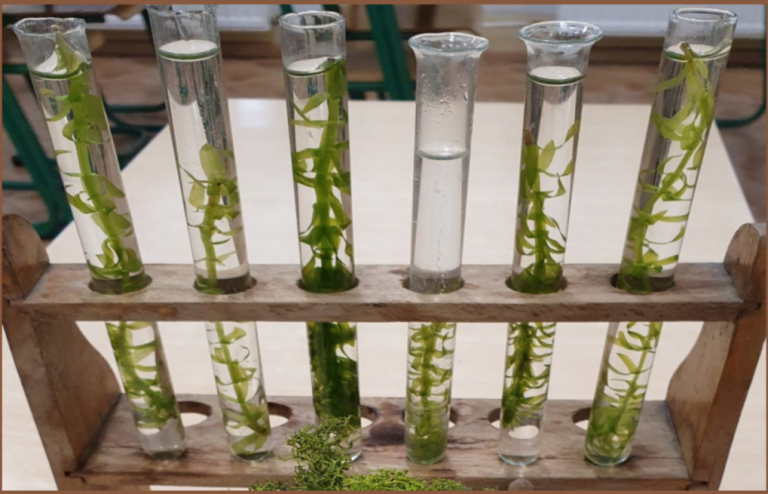 Karty eksperymentu na lekcjach biologii - Małopolskie Centrum ...